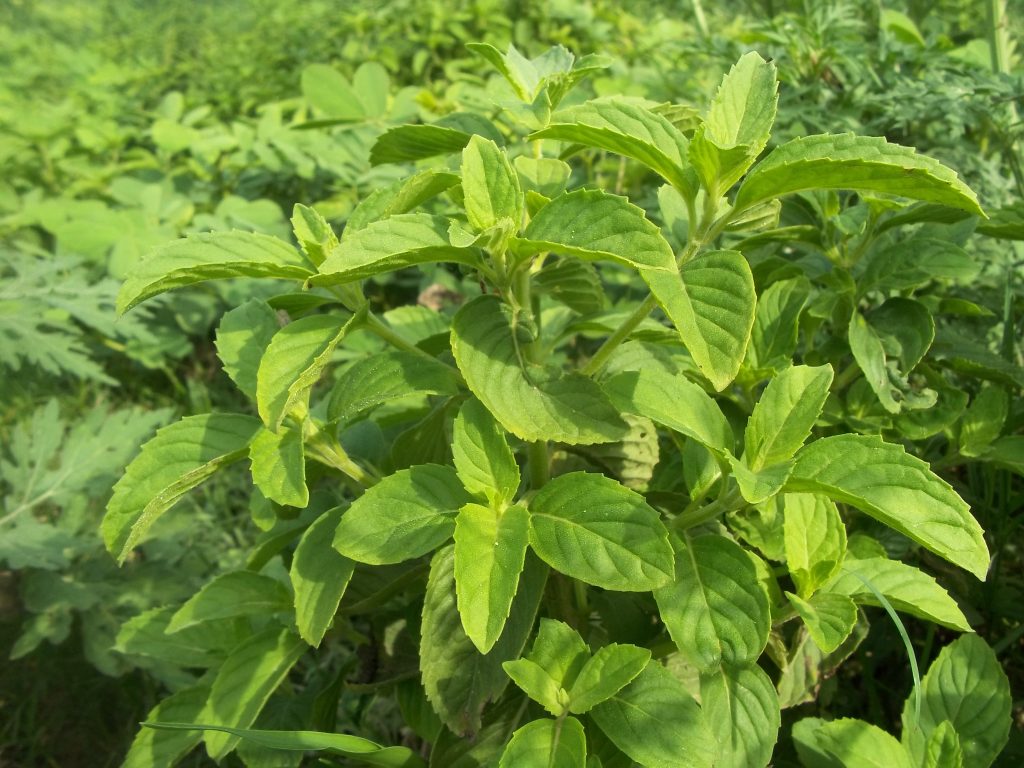 ORGANIC FRENCH BASIL - Annapurna