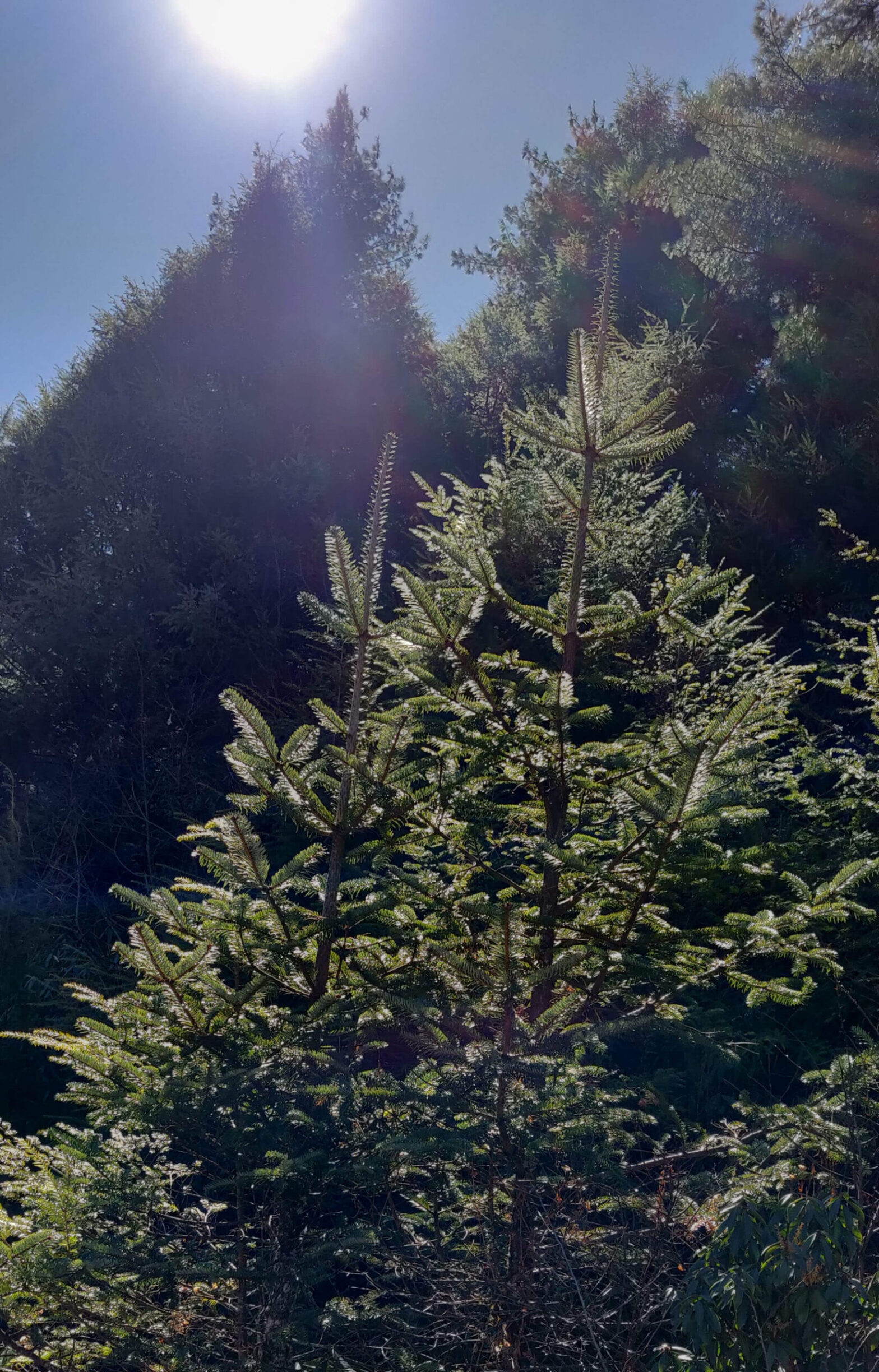 ORGANIC HIMALAYAN SILVER FIR - Annapurna
